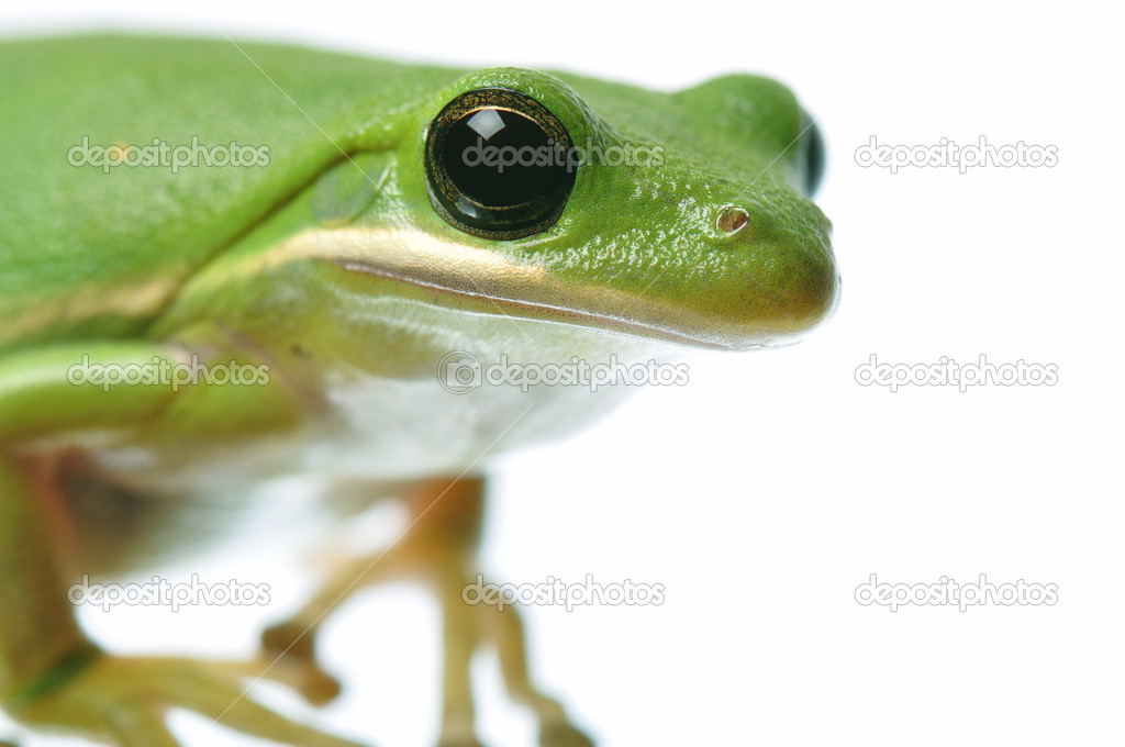Green Tree Frog Stock Photo by ©ejkrouse 12573759