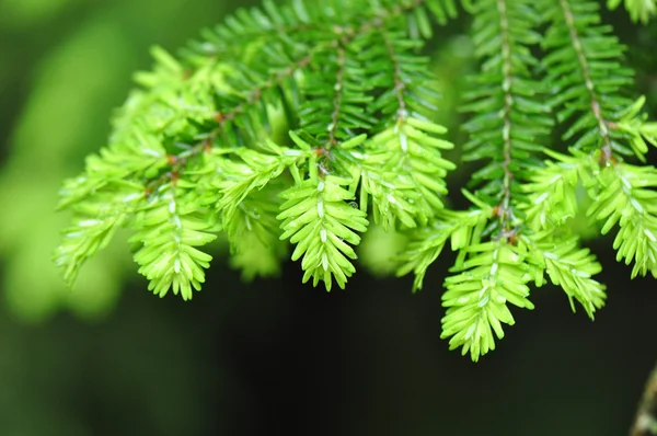 Hemlock tree Stock Photos, Royalty Free Hemlock tree Images | Depositphotos