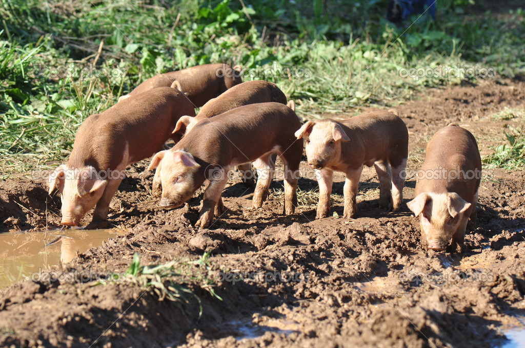 porcos da fazenda — Fotografias de Stock © ejkrouse #32086329