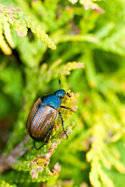 Fat insect Stock Photos, Royalty Free Fat insect Images | Depositphotos