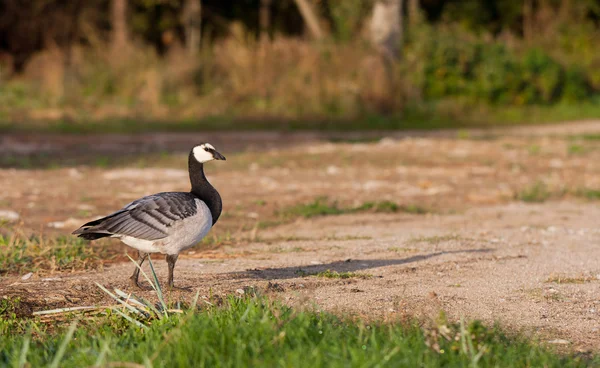 Barnacle goose Stock Photos, Royalty Free Barnacle goose Images ...