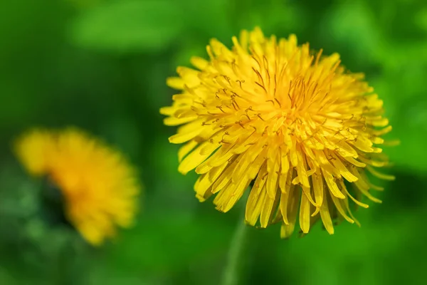 Dandelion Stock Photos, Royalty Free Dandelion Images | Depositphotos