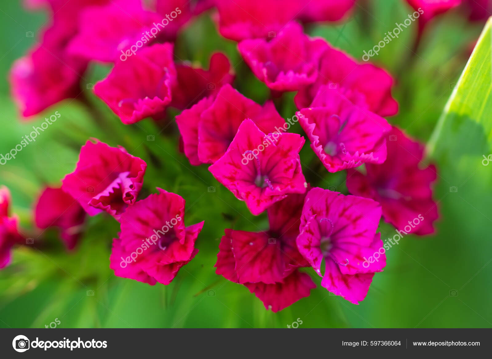 Beautiful Bright Pink Flowers Turkish Carnation Summer Garden — Stock ...