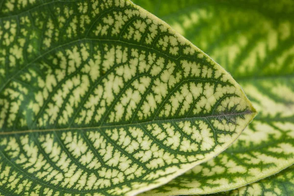 Leaf pattern Stock Photos, Royalty Free Leaf pattern Images | Depositphotos