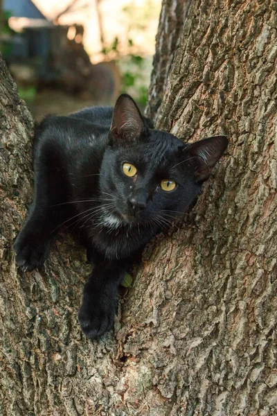 Cat under tree Stock Photos, Royalty Free Cat under tree Images ...