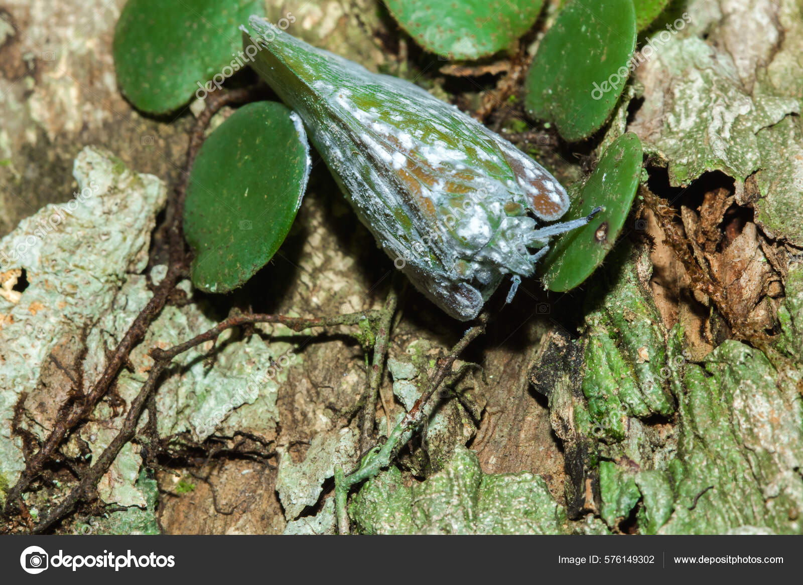Flatid Planthopper Moth Bugs Wedge Shaped Cicadas Small Insects Adult ...