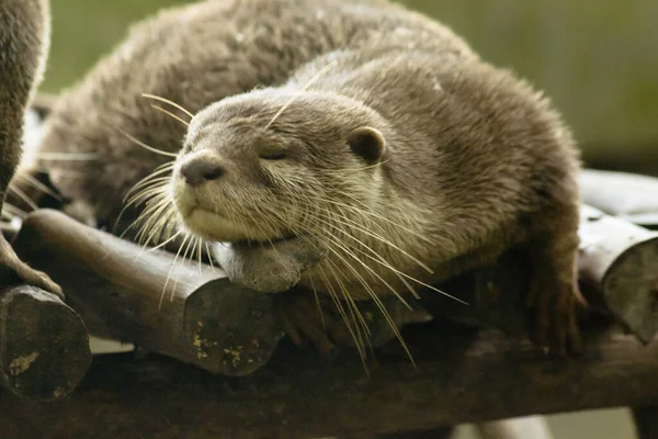 Laughing Otter Gif