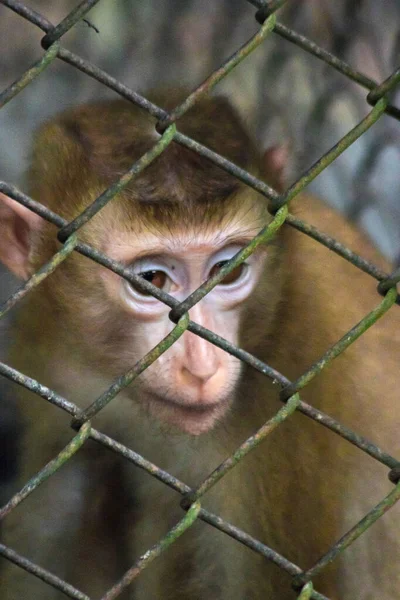 The monkey was trapped in a steel mesh cage. His eyes seemed to have no ...