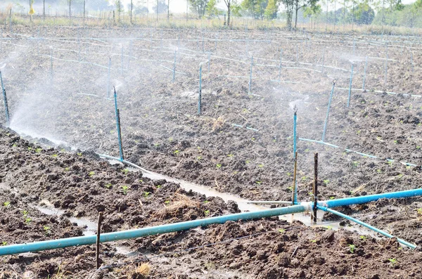 Watering system for plantation - Stock Image - Everypixel