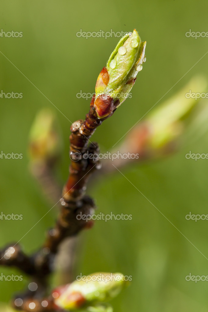 Young Green Tree Leaf Budding — Stock Photo © bhofack2 #24450091