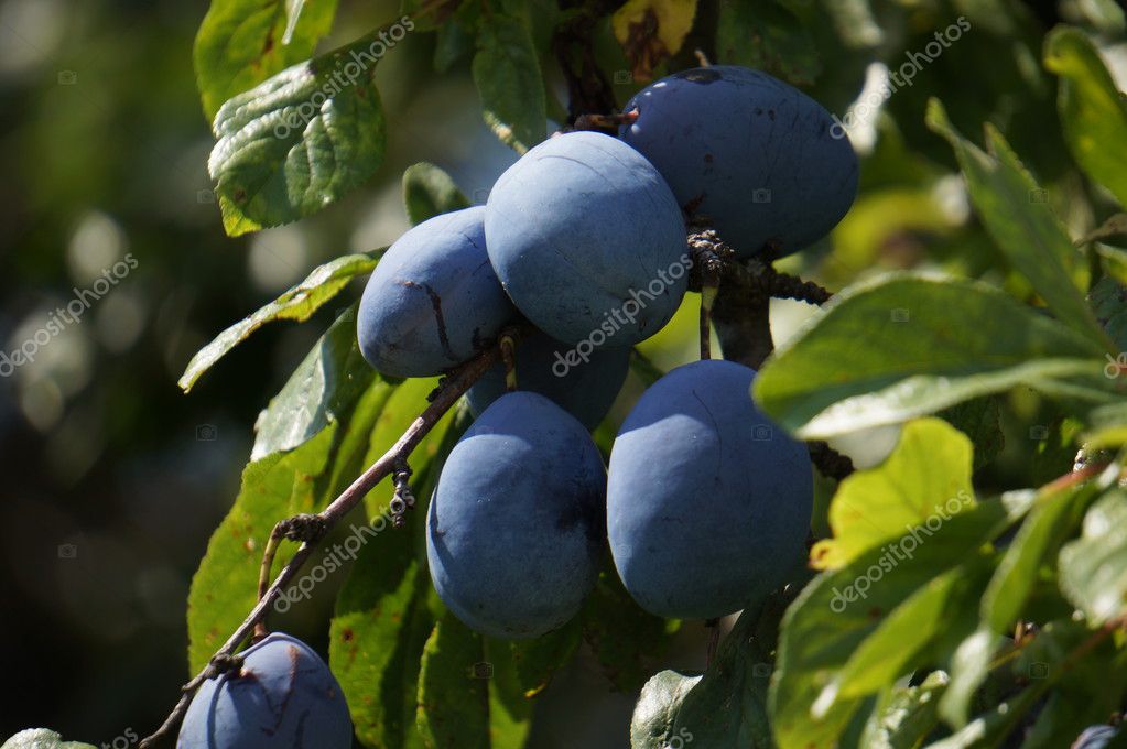 Plum fruit on the tree Stock Photo by ©sandorzsolt 12236030