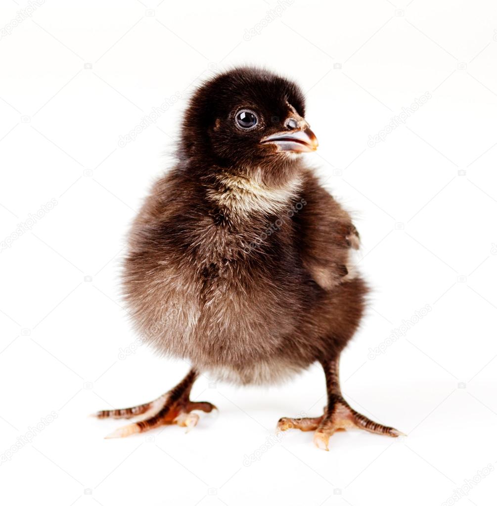 pintinho preto bonito — Stock Photo © urbancowboy #21653427