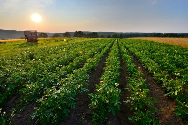 Potato field Stock Photos, Royalty Free Potato field Images | Depositphotos