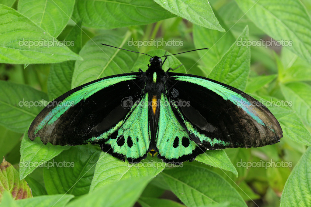 Green Butterfly Species