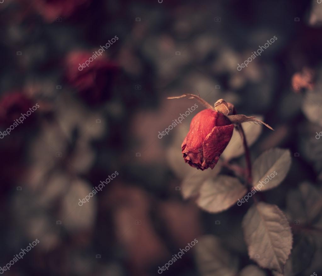 Dead red roses in winter Stock Photo by ©mpaniti 22507215