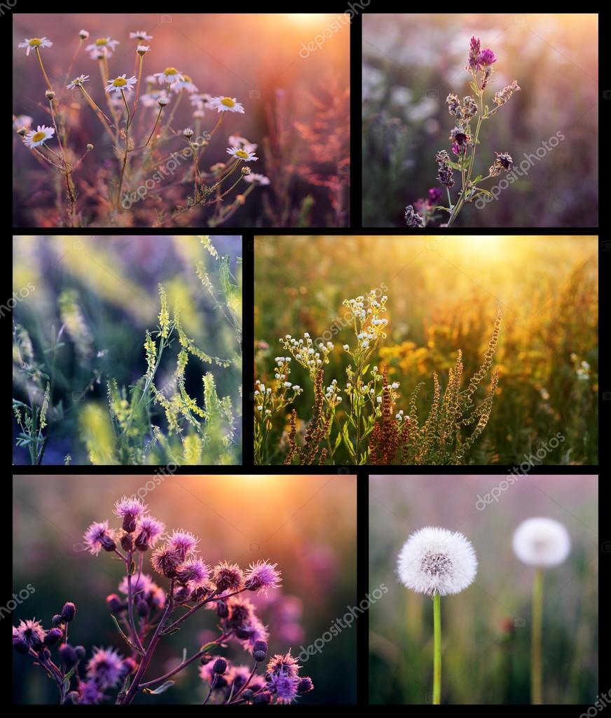 Collage with beautiful flowers in the sunshine — Stock Photo © mpaniti ...