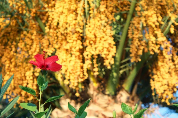 Morocco flower Stock Photos, Royalty Free Morocco flower Images ...