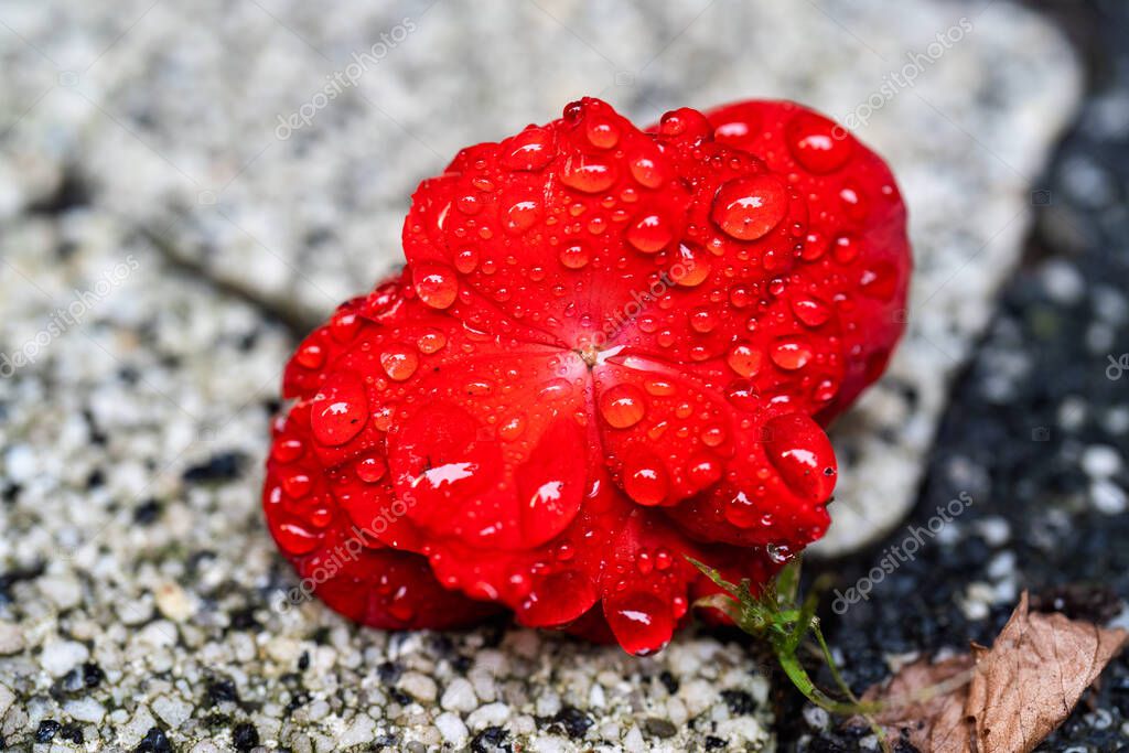 En una losa de piedra se encuentra una flor de begonia de color rosa ...
