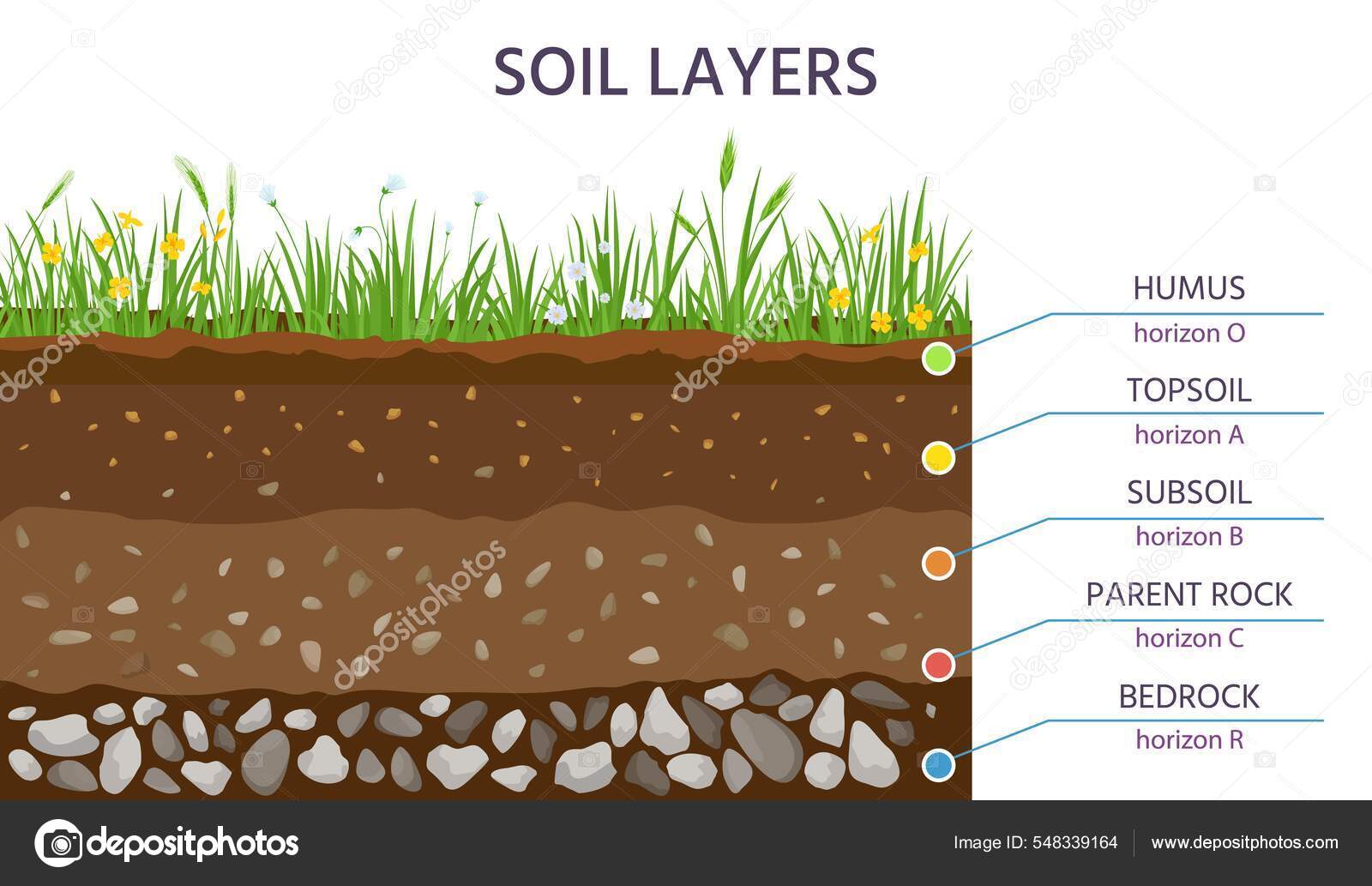 Capas Estructura Del Suelo Diagrama Educación Sección Transversal Del ...