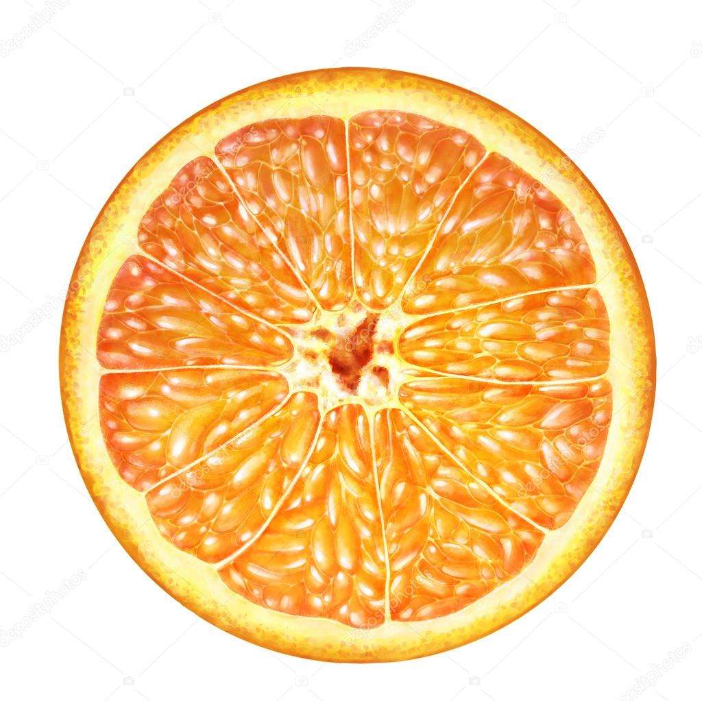 Orange Cross Section Labeled