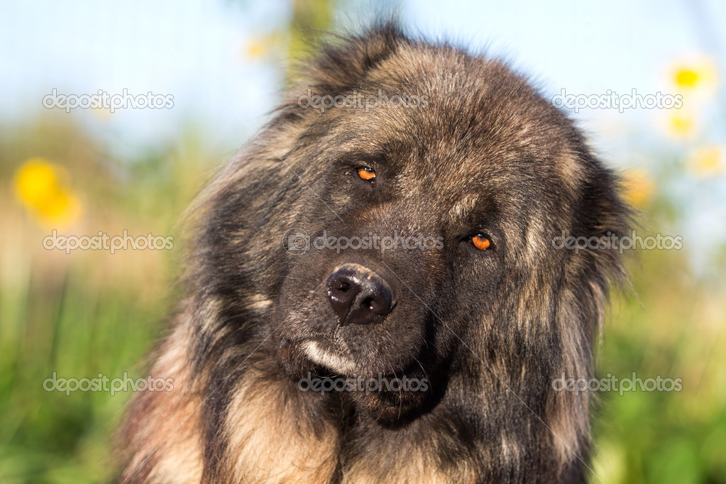 Berger du Caucase — Photographie Drago_Nika © #12676767