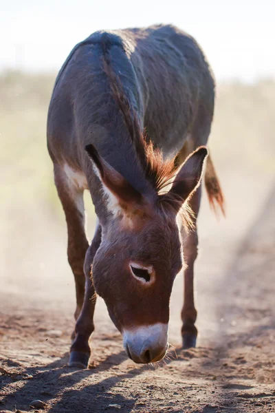 Burro corriendo Stock Photos, Royalty Free Burro corriendo Images ...