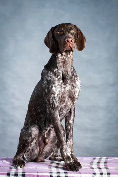German shorthaired pointer Stock Photos, Royalty Free German ...
