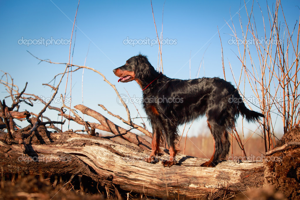 Gordon Setter Golden Retriever Mix