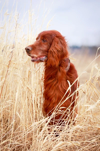 Red irish setter Stock Photos, Royalty Free Red irish setter Images ...