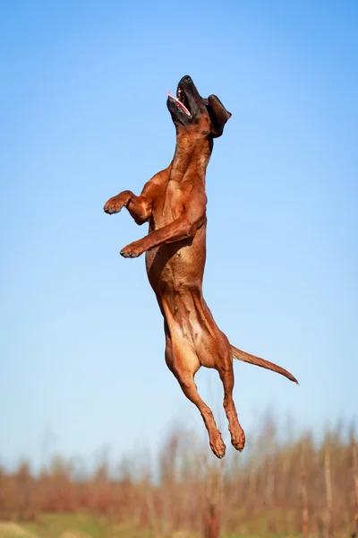 Perro volando fotos de stock, imágenes de Perro volando sin royalties ...