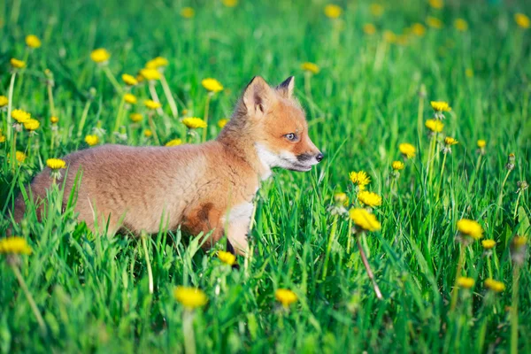 Spring fox Stock Photos, Royalty Free Spring fox Images | Depositphotos