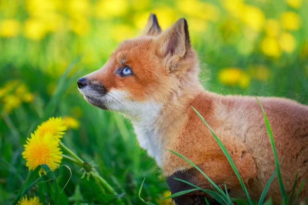 Spring fox Stock Photos, Royalty Free Spring fox Images | Depositphotos