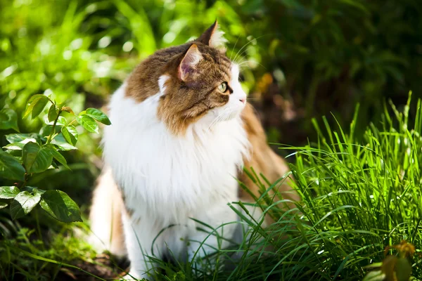 Cat outdoor in nature - Stock Image - Everypixel