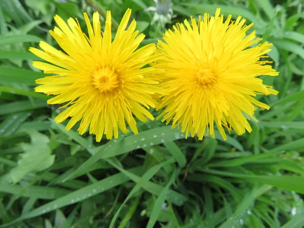 Dandelion Stock Photos, Royalty Free Dandelion Images | Depositphotos