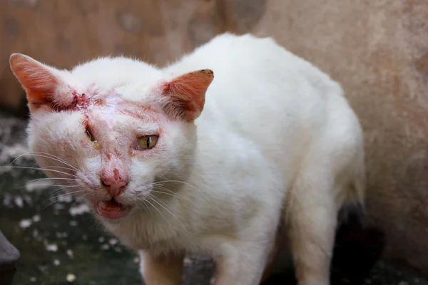 Injured cat Stock Photos, Royalty Free Injured cat Images | Depositphotos®