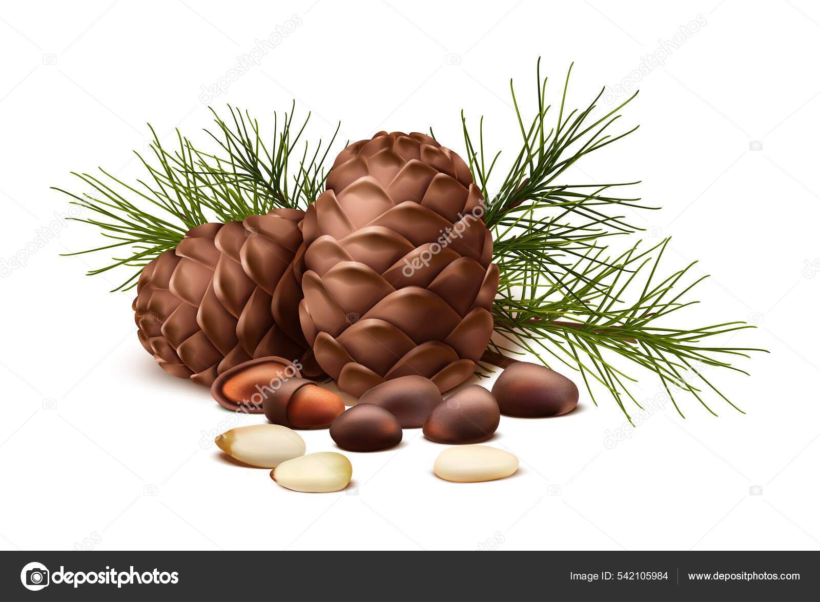 Realistic Vector Icon Pine Nuts Shell Fir Tree Pine Cone Stock Vector ...