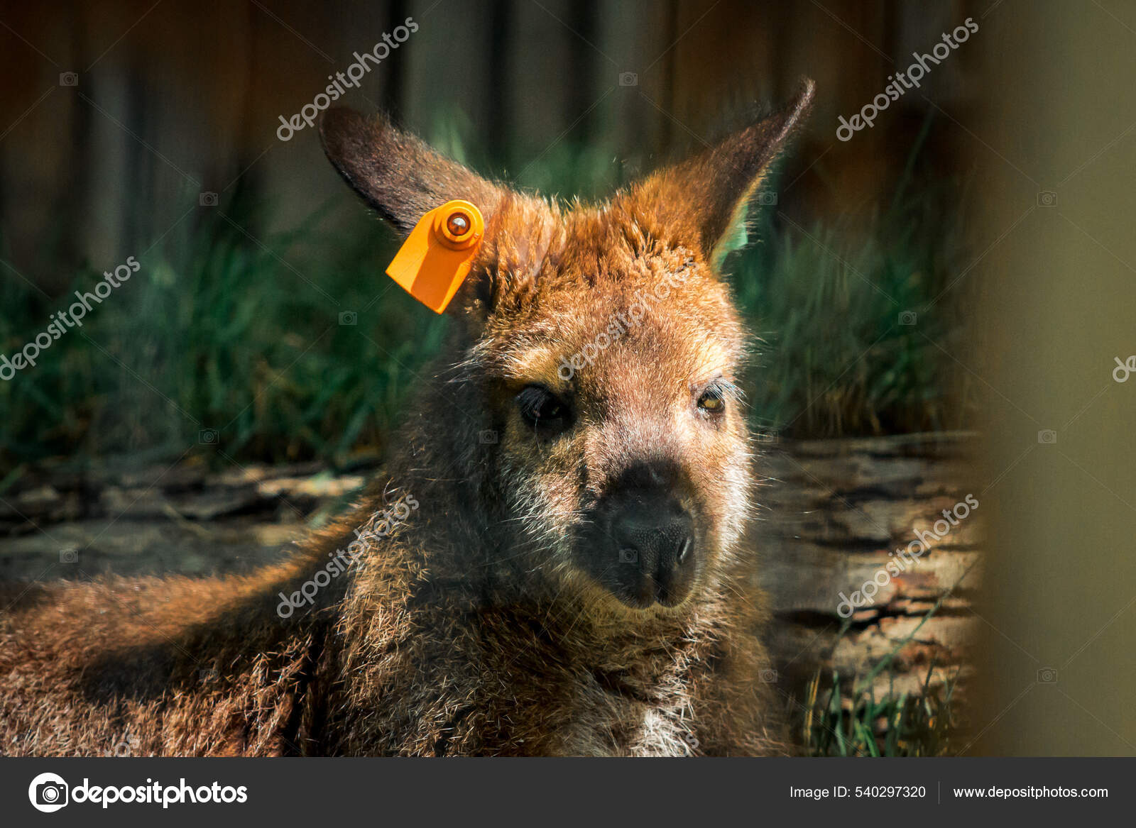 Close Wallaby Sitting Sun Zoo — Stock Photo © mike.s.deemer@gmail.com ...