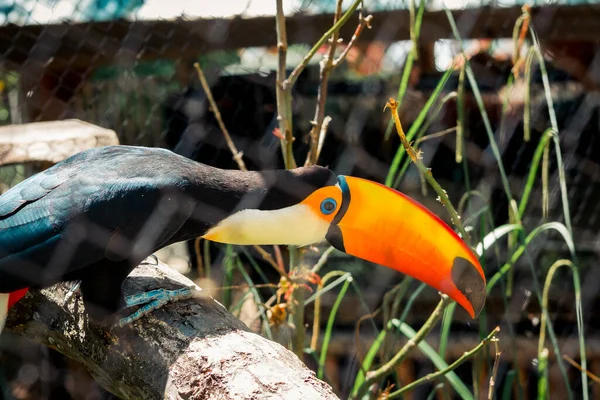 Toucan birds Stock Photos, Royalty Free Toucan birds Images | Depositphotos