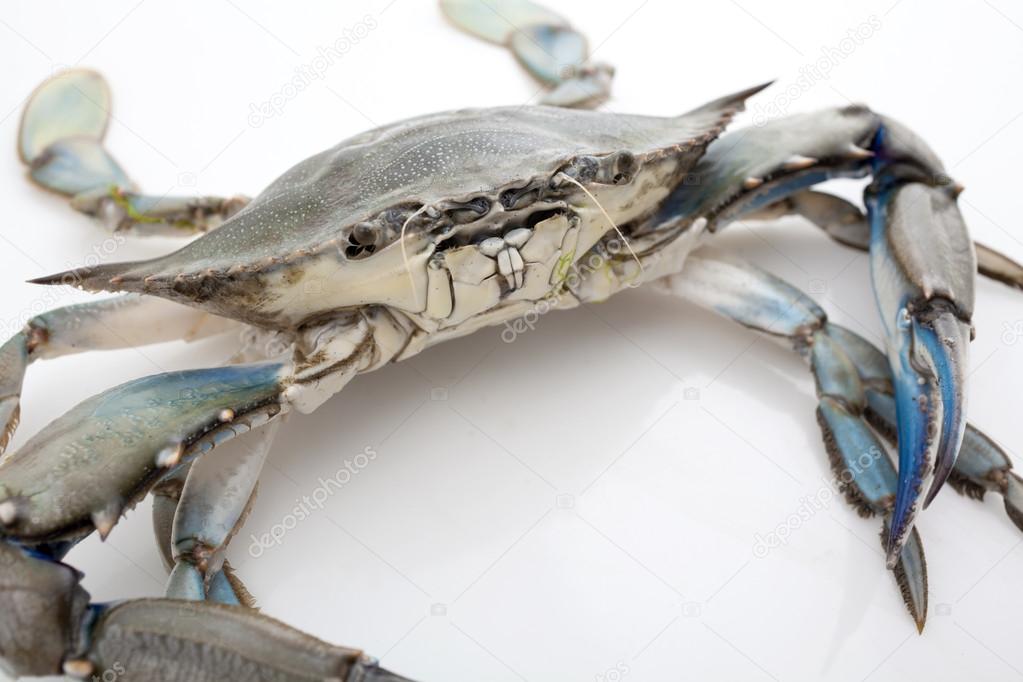 Blue crab on white background — Stock Photo © panos33 #20275227