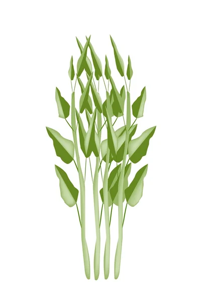 Water spinach Vector Images, Royalty-free Water spinach Vectors ...