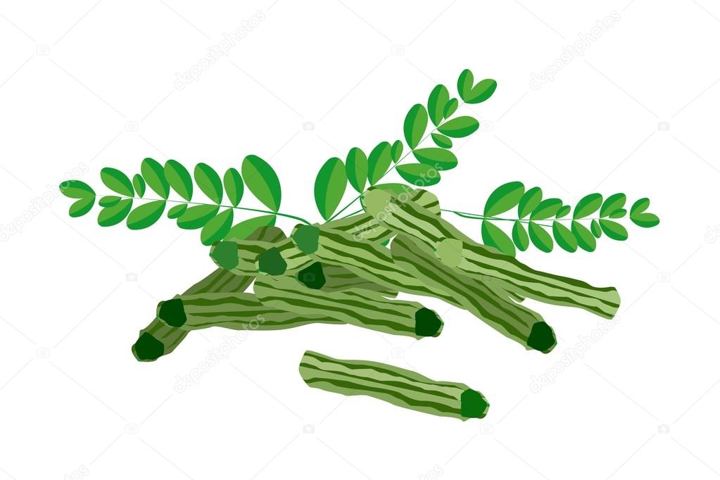 Fresh Moringa Fruit and Leaves on White Background Stock Vector Image ...
