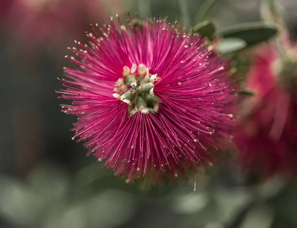 lovely rare spring shaped strawberry coloured flower that lives in ...