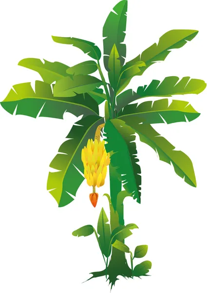 ᐈ Planta de banano animado de stock, vector banano | descargar en ...