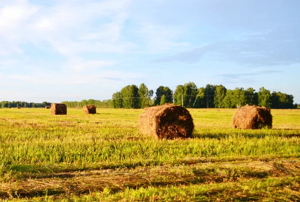 Latvian agriculture Stock Photos, Royalty Free Latvian agriculture ...