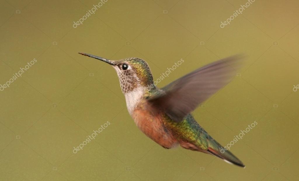 Broad-tailed hummingbird female (Selasphorus platycercus) Stock Photo ...