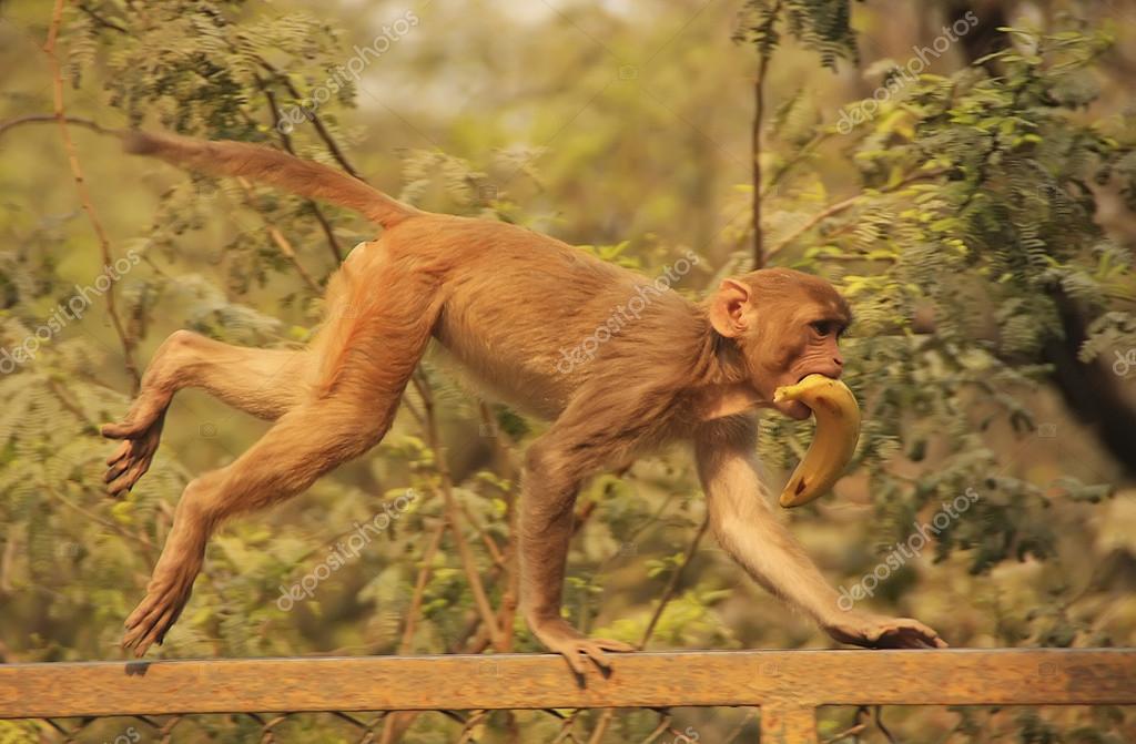 Cat sized rodent looking like kangaroo but walking not jumping. Long ...