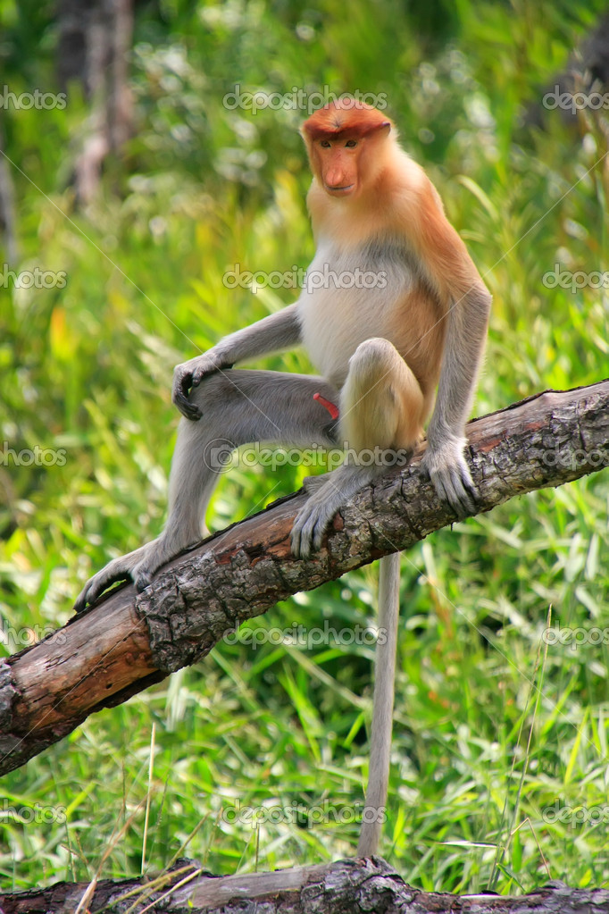 Proboscis monkey sitting on a tree, Borneo, Malaysia Stock Photo by ...