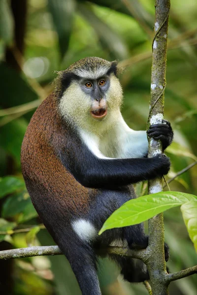 Mona monkey Stock Photos, Royalty Free Mona monkey Images | Depositphotos