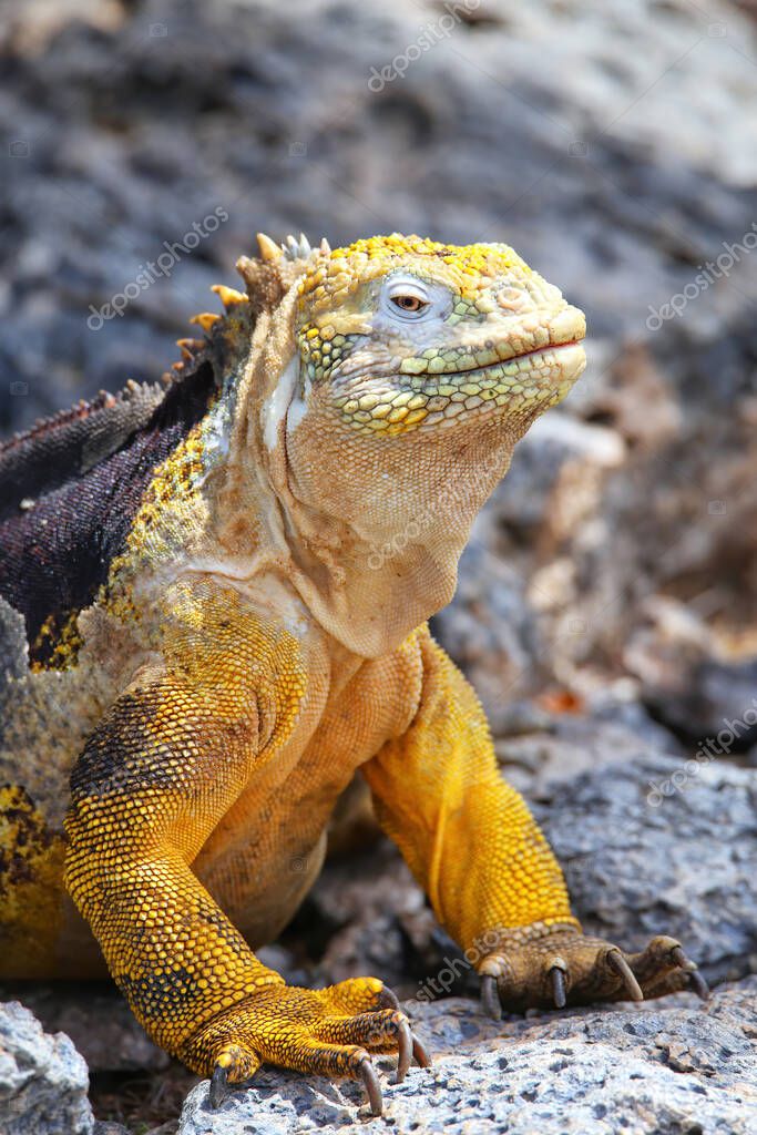 iguana terrestre de Galápagos (Conolophus subcristatus) en Isla South ...