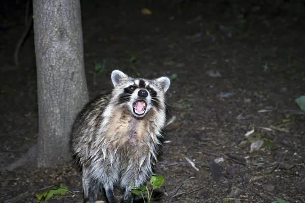 21 Angry raccoon Stock Photos | Free & Royalty-free Angry raccoon ...